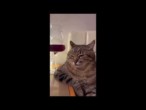 efkarlı kedi unutmak yalan