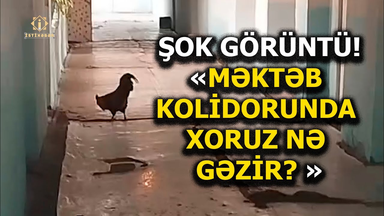 ŞOK GÖRÜNTÜ! MƏKTƏB KOLİDORUNDA XORUZ NƏ GƏZİR? Sabirabad rayonu ...