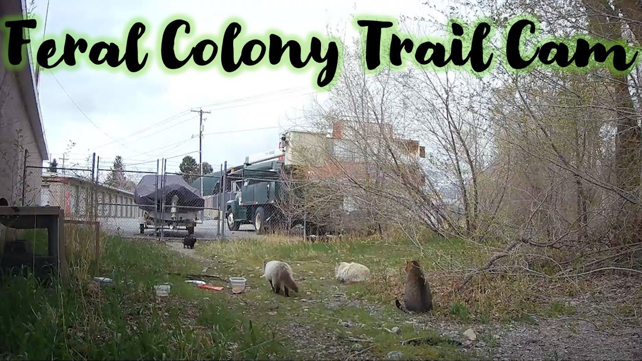 Feral Colony Trail Cam-My husband set up a trail camera at my feral ...