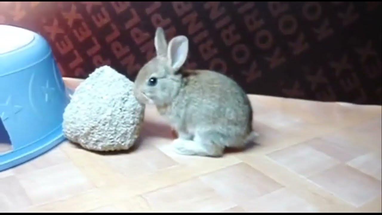 Live Feeding python to rabbit #animallover #livefeeding #virel Warning ...