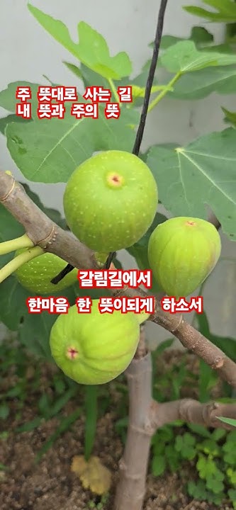 무화과열매 무화과나무 주님의뜻을이루소서 갈림길 선택 Youtube