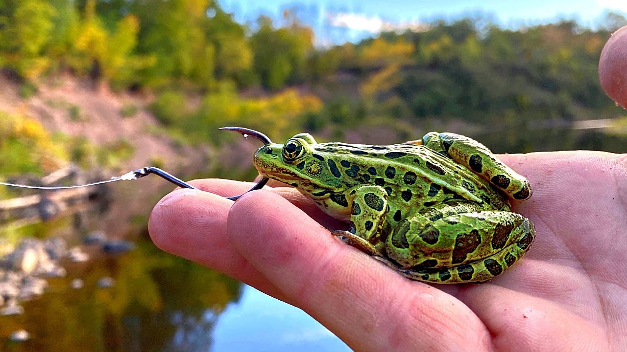 UNBELIEVABLE Catch Using LIVE LEOPARD FROGS As Bait YouTube unbelievable-catch-using-live-leopard-frogs-as-bait-youtube