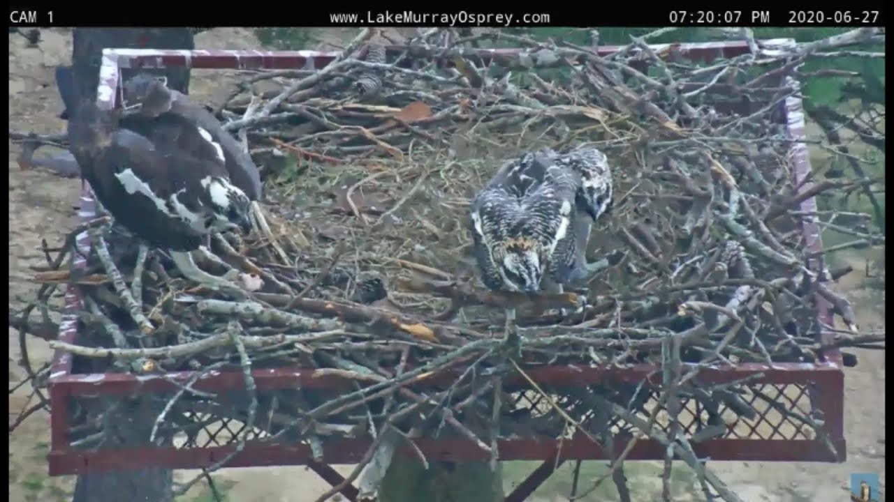 Lake Murray Osprey Playing in the rain and wind 6-27-2020 - YouTube