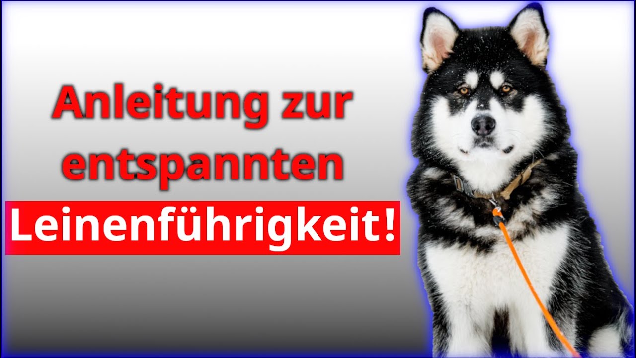 Schluss mit dem Leine ziehen! So baust Du Dir dauerhaft eine geniale ...