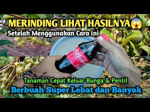 MERINDING Liat Hasilnya Setelah di Siram Dengan Cara ini Tanaman ...