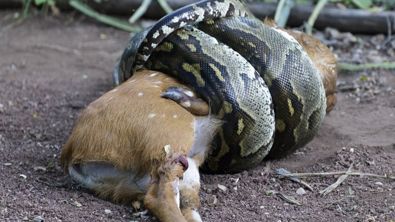snakes hunting for prey - YouTube