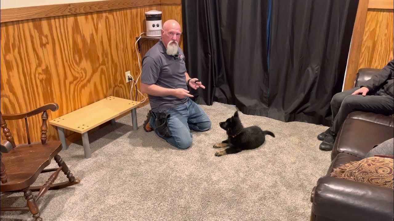 Plush Coated German Shepherd "Andre" 9 Wks Obed/Character Development ...