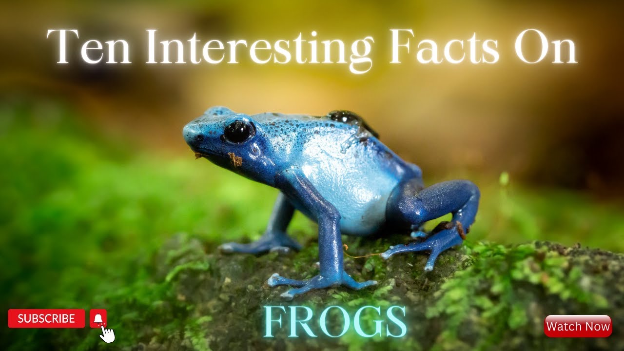 Ten Interesting Facts On Frogs | Facts On Frogs - YouTube