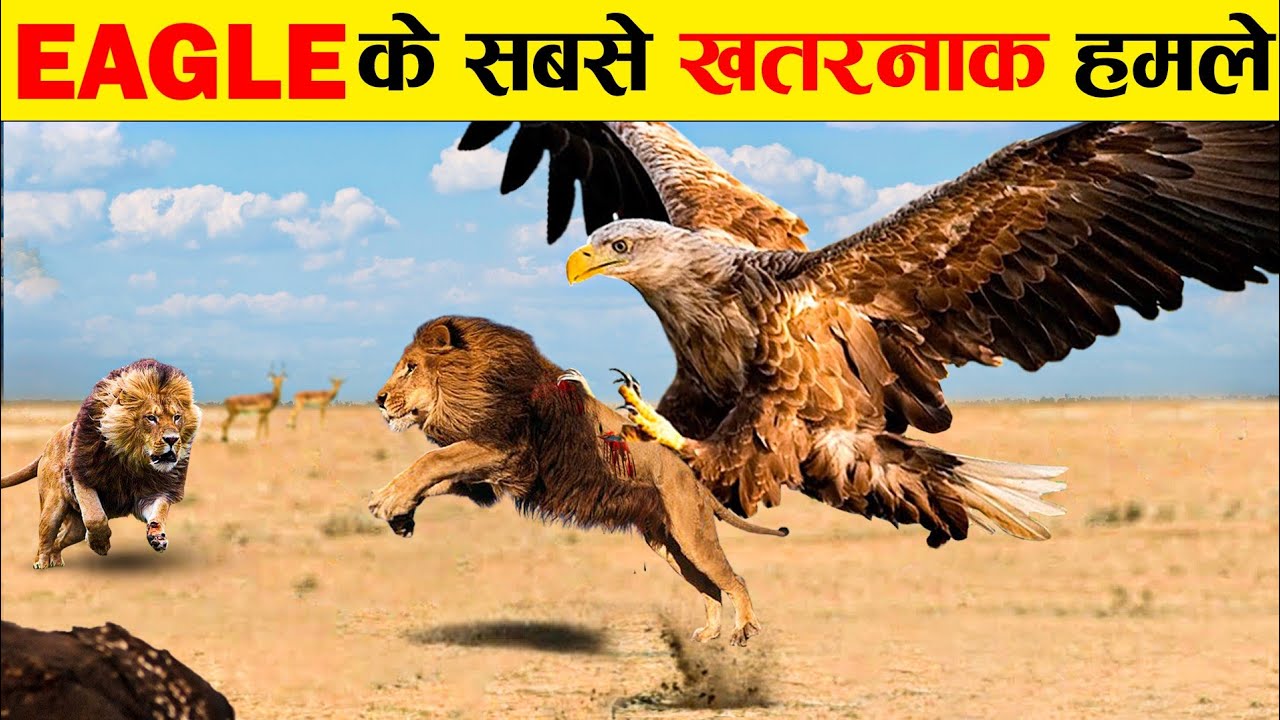 ईगल इतने खतरनाक क्यों होते है | Most Dangerous Eagle Attacks Caught on ...