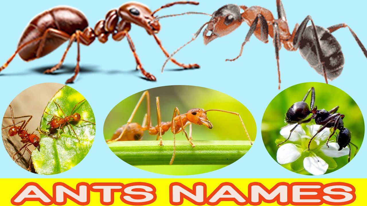 Types of Ants: Discovering Diverse Ant Species - YouTube