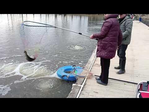 Форель на пасту - YouTube