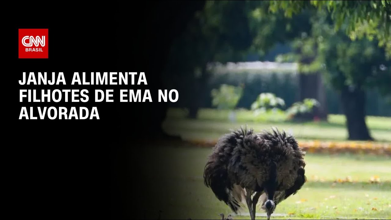 Janja alimenta filhotes de ema no Palácio da Alvorada | CNN BRASIL ...