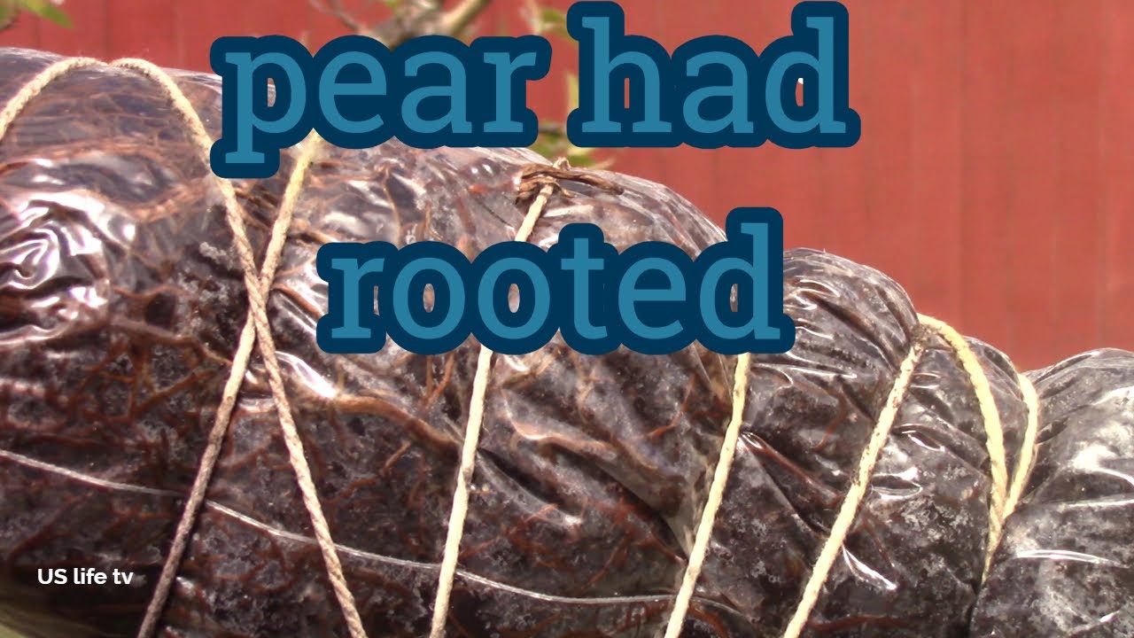 Chiết cành lê phần 2/ Pear air layering had rooted. - YouTube