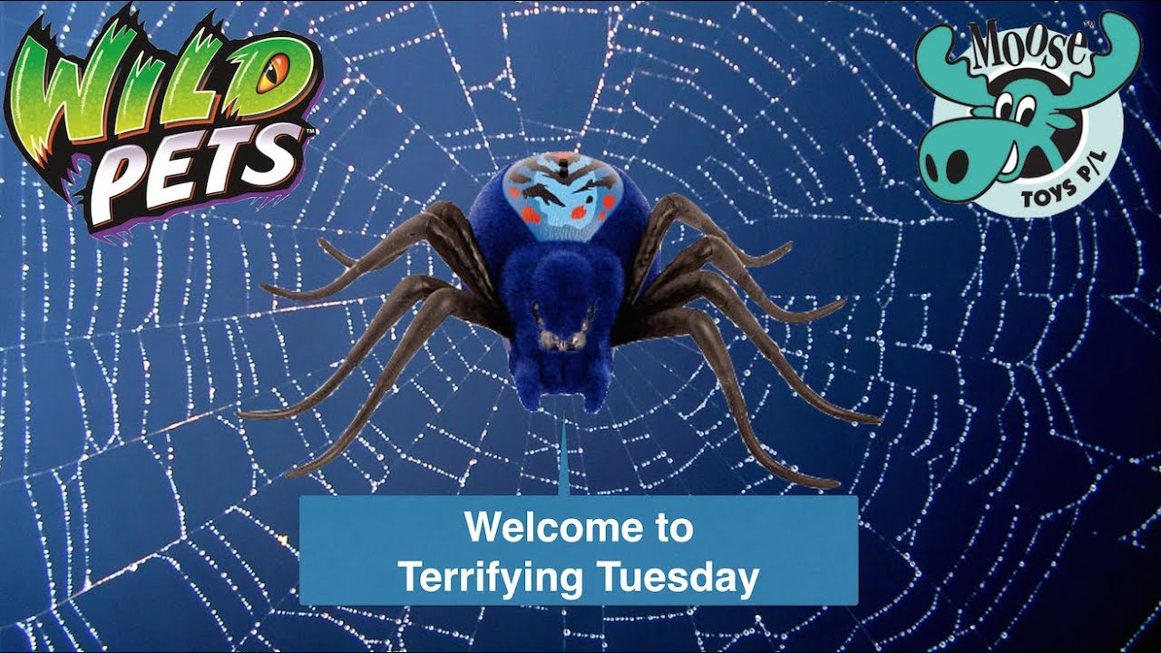Wild Pets Spider by Moose Toys - YouTube