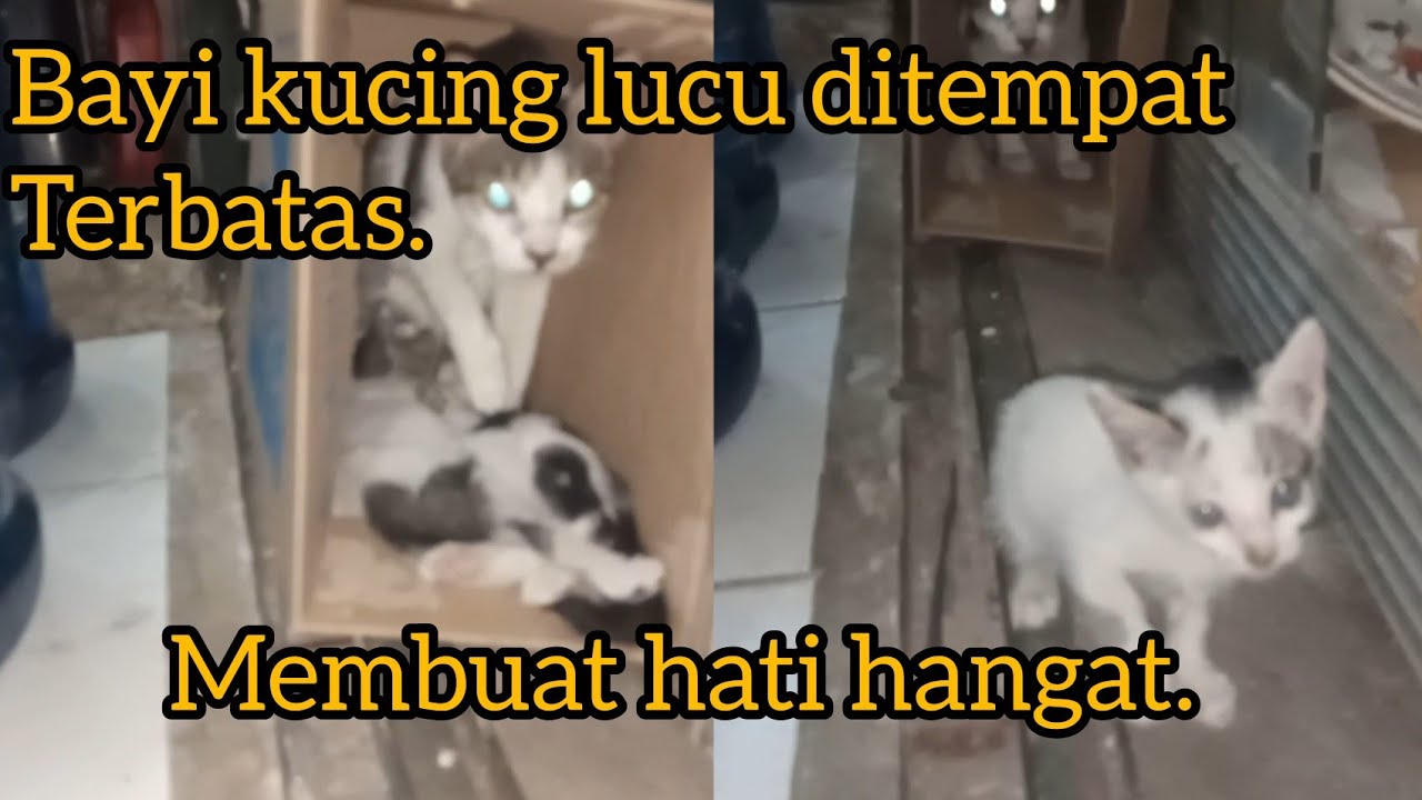 Bayi bayi kucing lucu akan membuat hangat hati anda. - YouTube