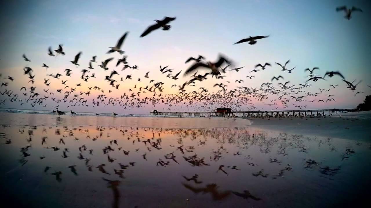 Sea Birds Fly - YouTube