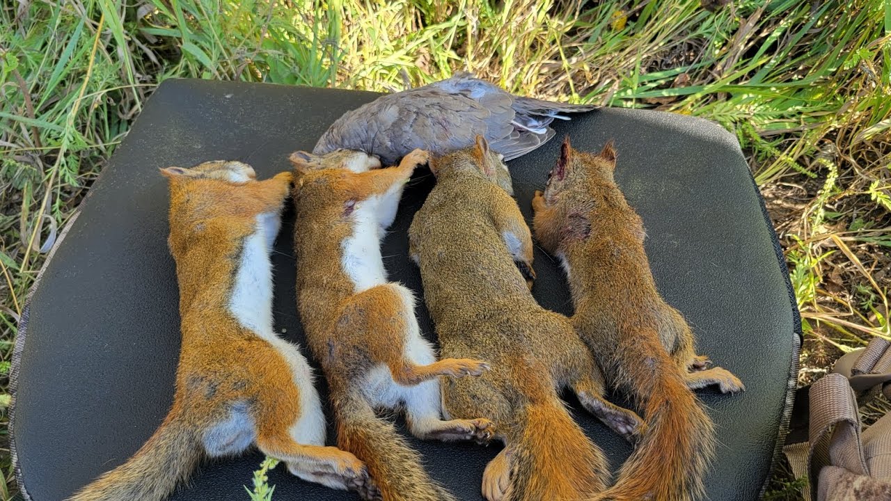 MN Dove Opener 2024/ Red Squirrel Hunt - YouTube