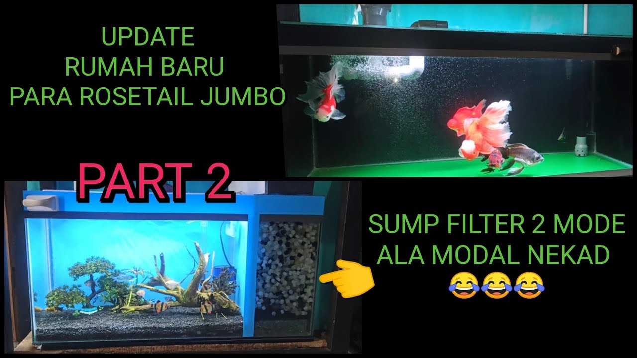 [UPDATE] SUMP FILTER DUA MODE UNTUK AQUARIUM IKAN MAS KOKI (Tank koki ...