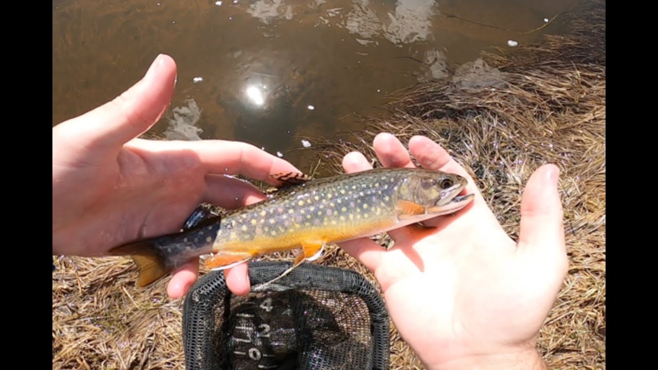 Tenkara Fly Fishing | 3 Species of Trout in 1 River - YouTube