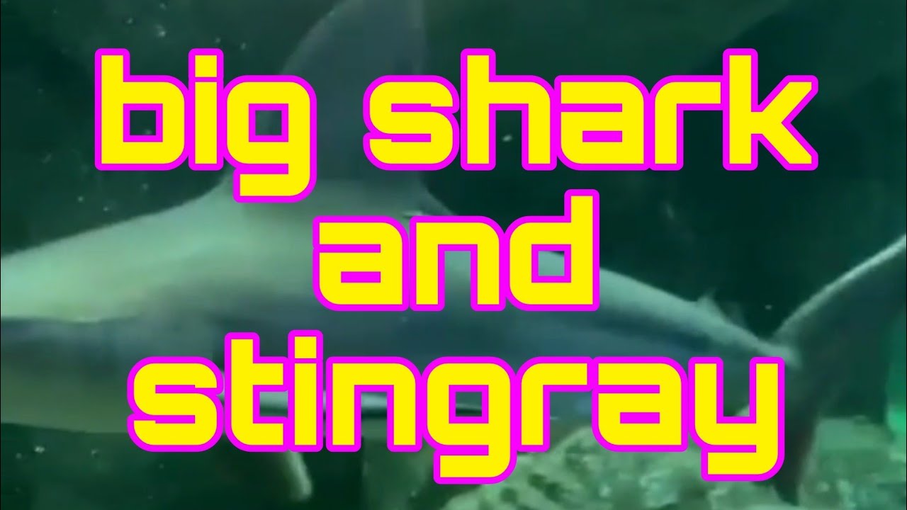 Smiley Shark and Stingray - YouTube