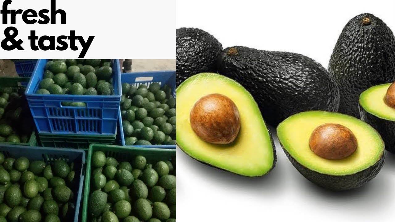 Hass Avocado Business & Ready Market.|Business Idea. - YouTube
