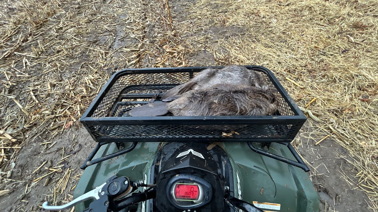 found major beaver sign at the beaver property (its on now) - YouTube