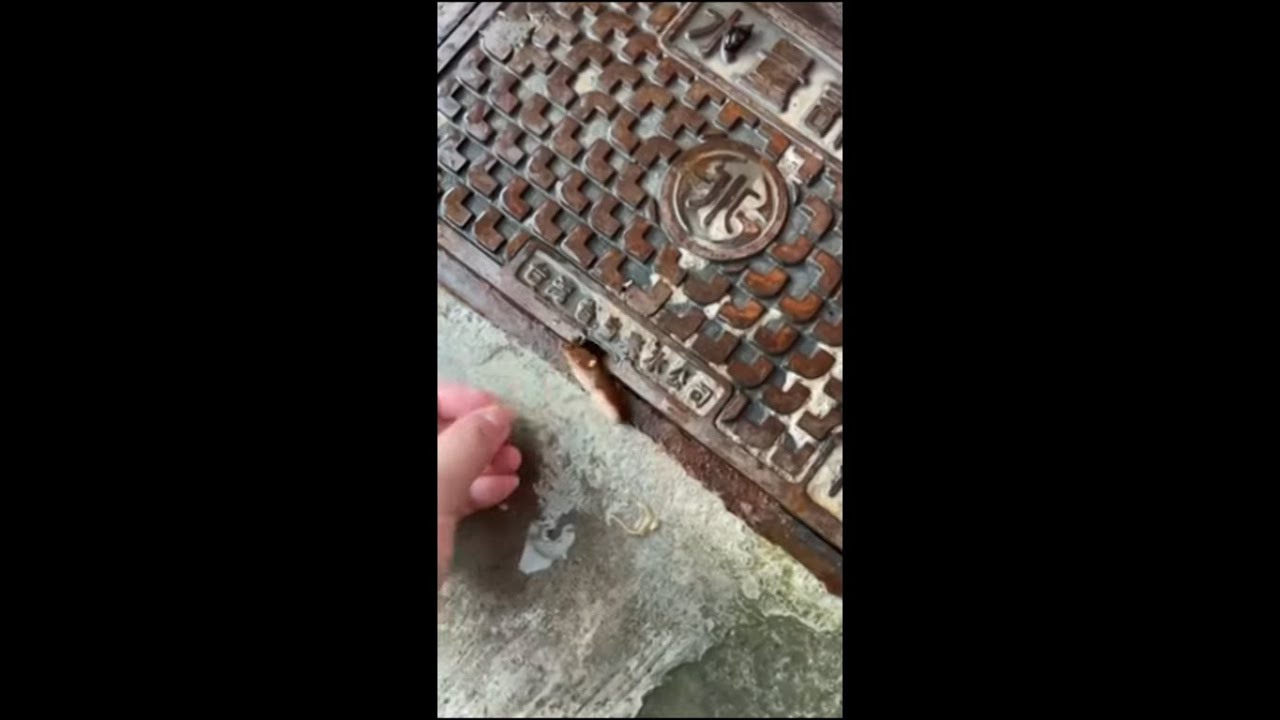 Rat Reaching Out to a Treat Through Manhole Cover - YouTube