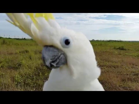 Kakatua Triton Galerita Cockatoo Free flight flying Indonesian parrot ...