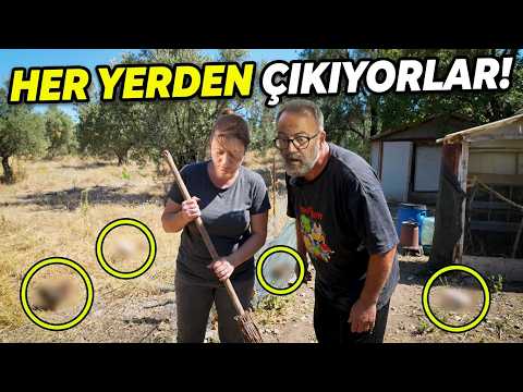 Tavuk Kümesinde 4 Akrep Bulduk! Çocuklar İçin Tehlikeli Bir Gün