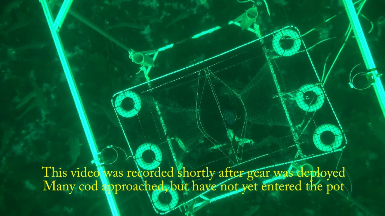 Cod potting Fogo Island 2015 - YouTube