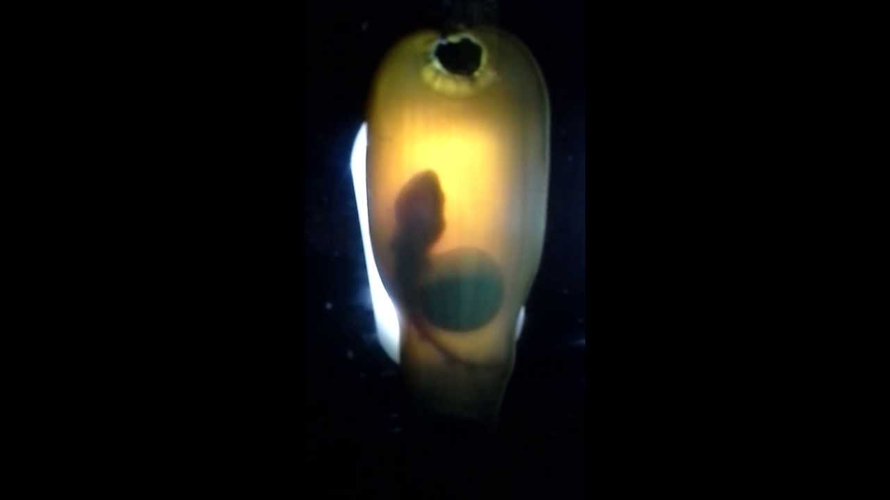 Baby Shark Pod - YouTube