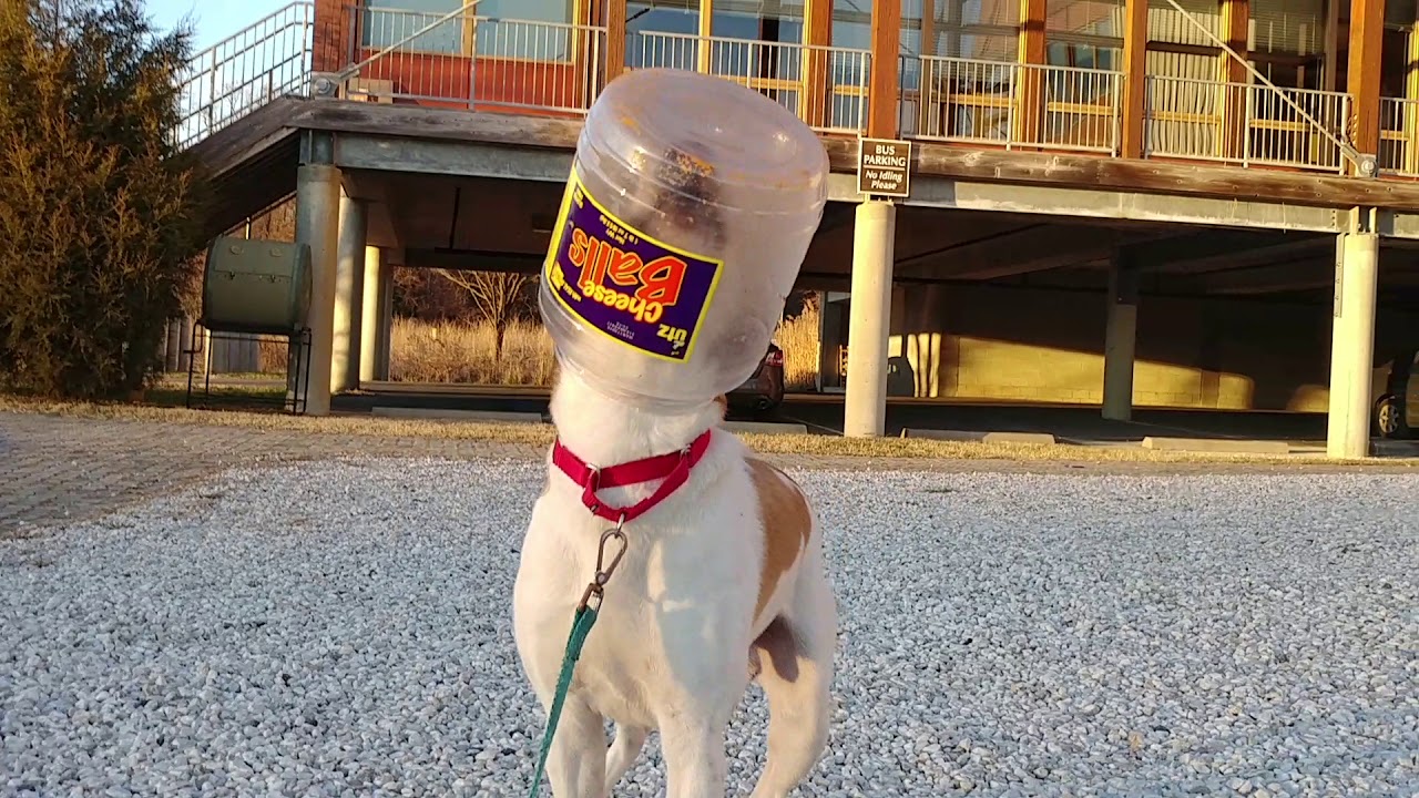 Dog vs. Cheese Ball Bucket - YouTube