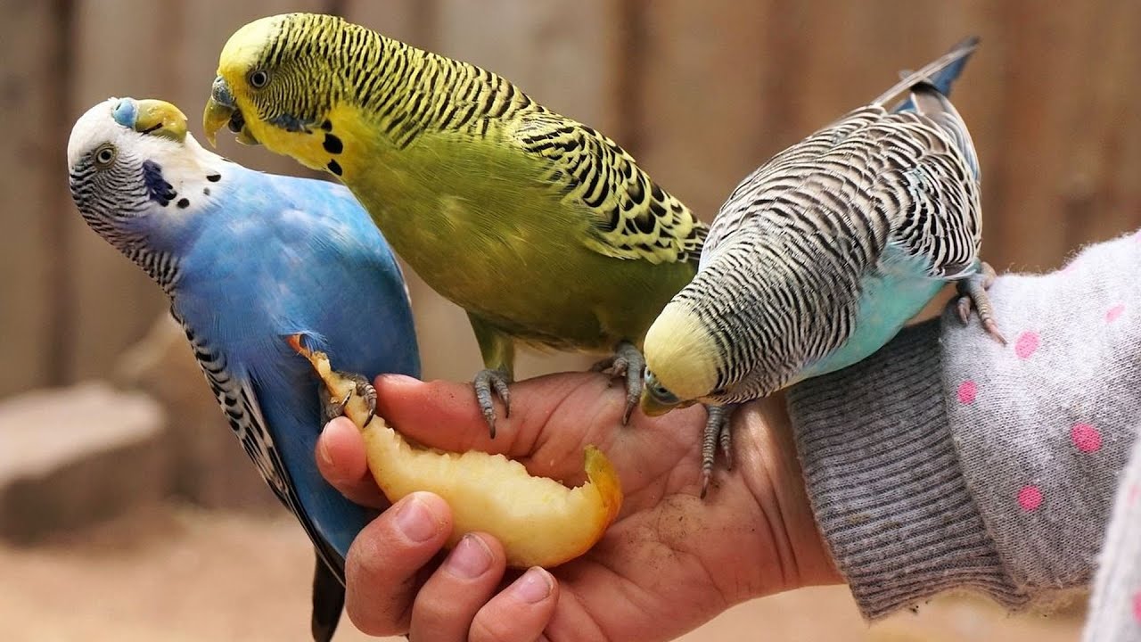 4 Hr Happy Parakeets Sing Playing This, Cute Budgies Chirping. Reduce ...