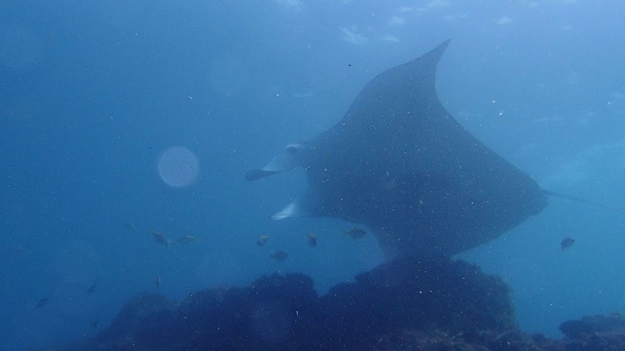 Diving with Mantas at Stradbroke island Queensland - YouTube