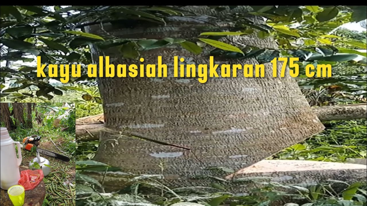 tebang pohon albasiah lingkaran 175 cm - YouTube