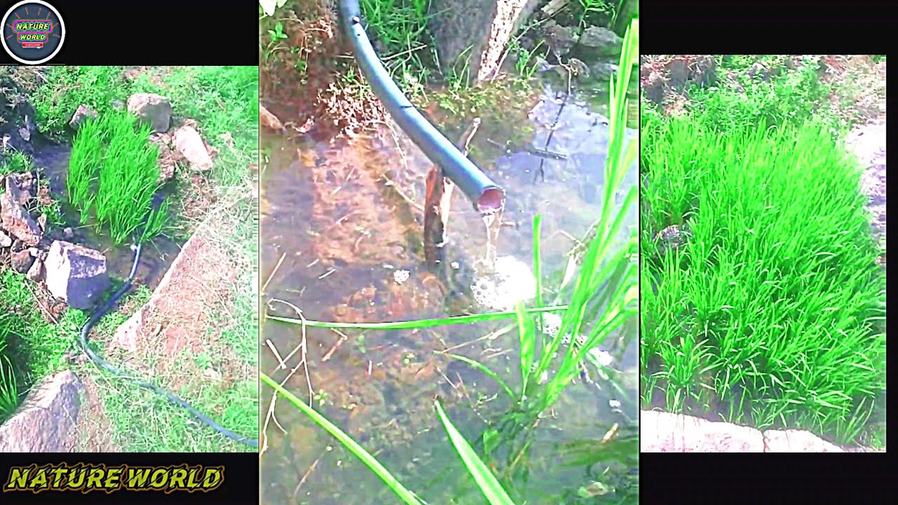 Beautiful Nature Paddy Field Water Supplying To Save Rice Plants Video ...