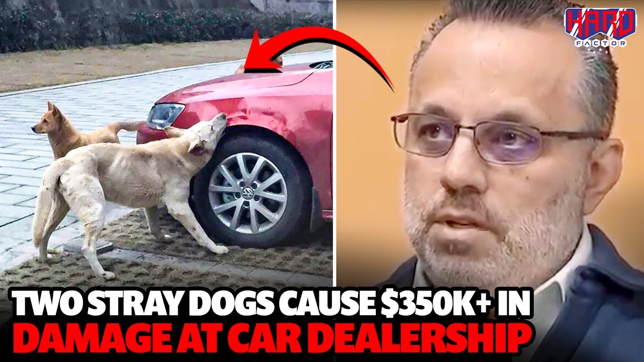 Two stray dogs cause more than $350k in damage at car dealership! - YouTube