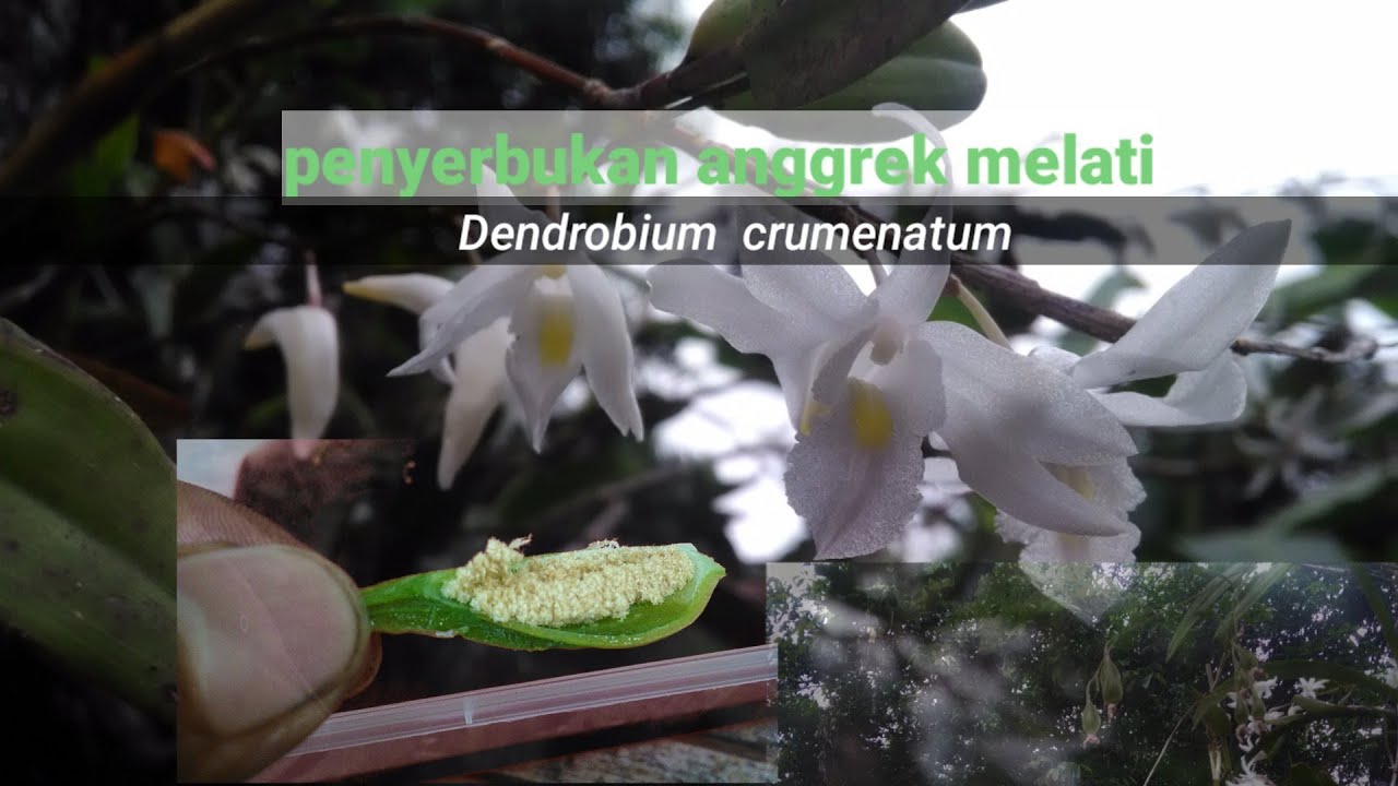 Anggrek - tutorial Cara mudah penyerbukan dan persilangan anggrek ...