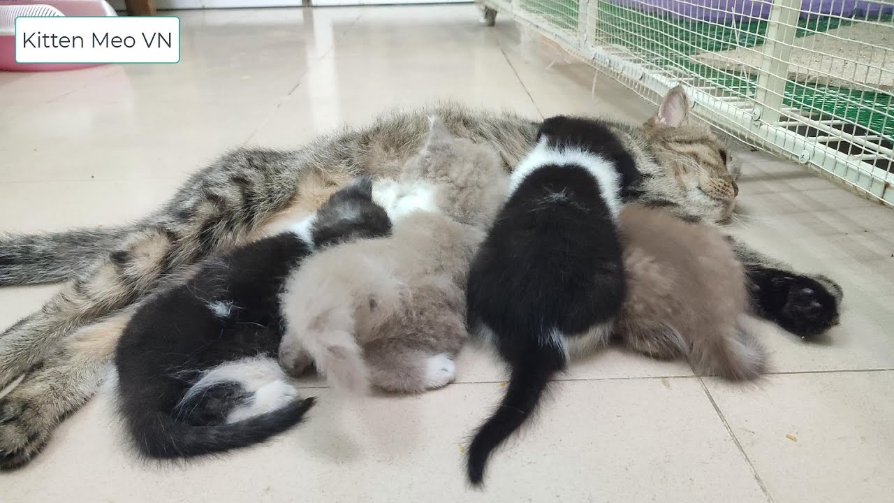 It's time for the kittens to drink their mother's milk Mun lies on the ...