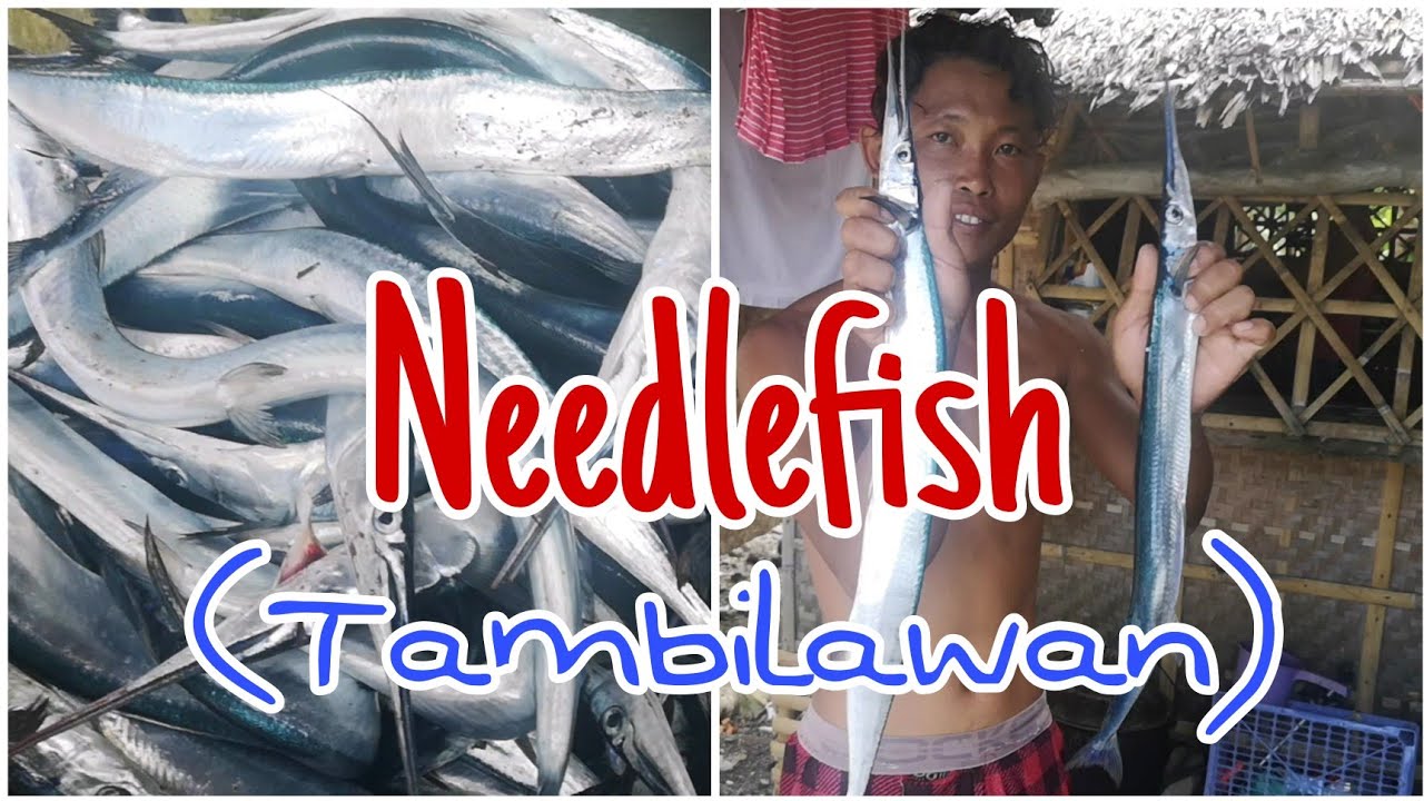 Needlefish (Tambilawan) - YouTube