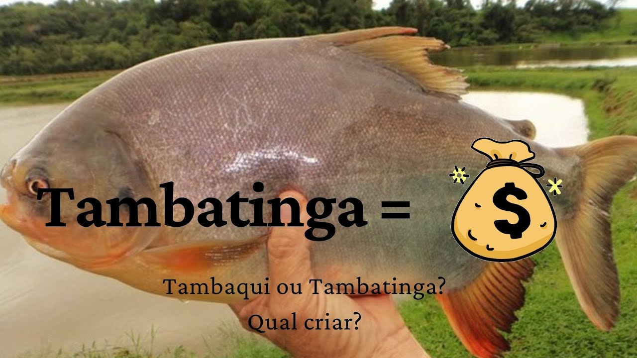 Tambaqui ou Tambatinga? Tem diferença? Qual criar ? Desvendando o ...