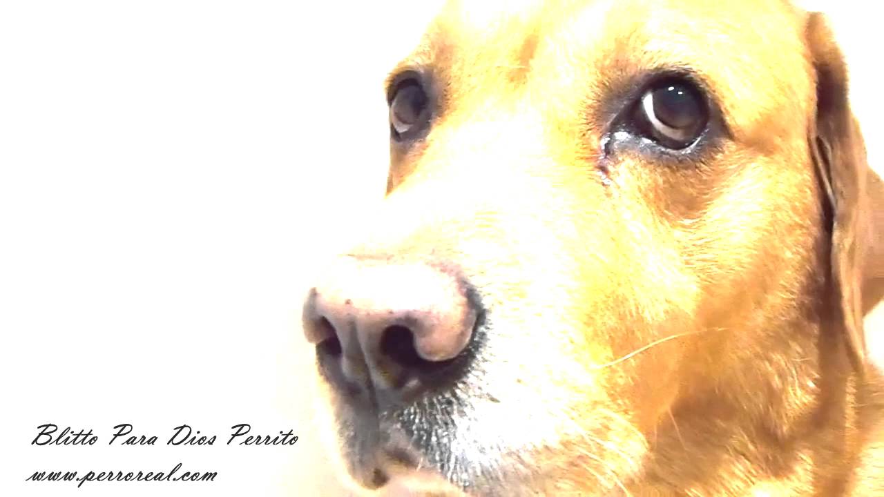 FA _ Dios Perrito - YouTube