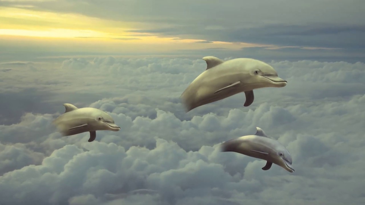 Dolphin song - YouTube