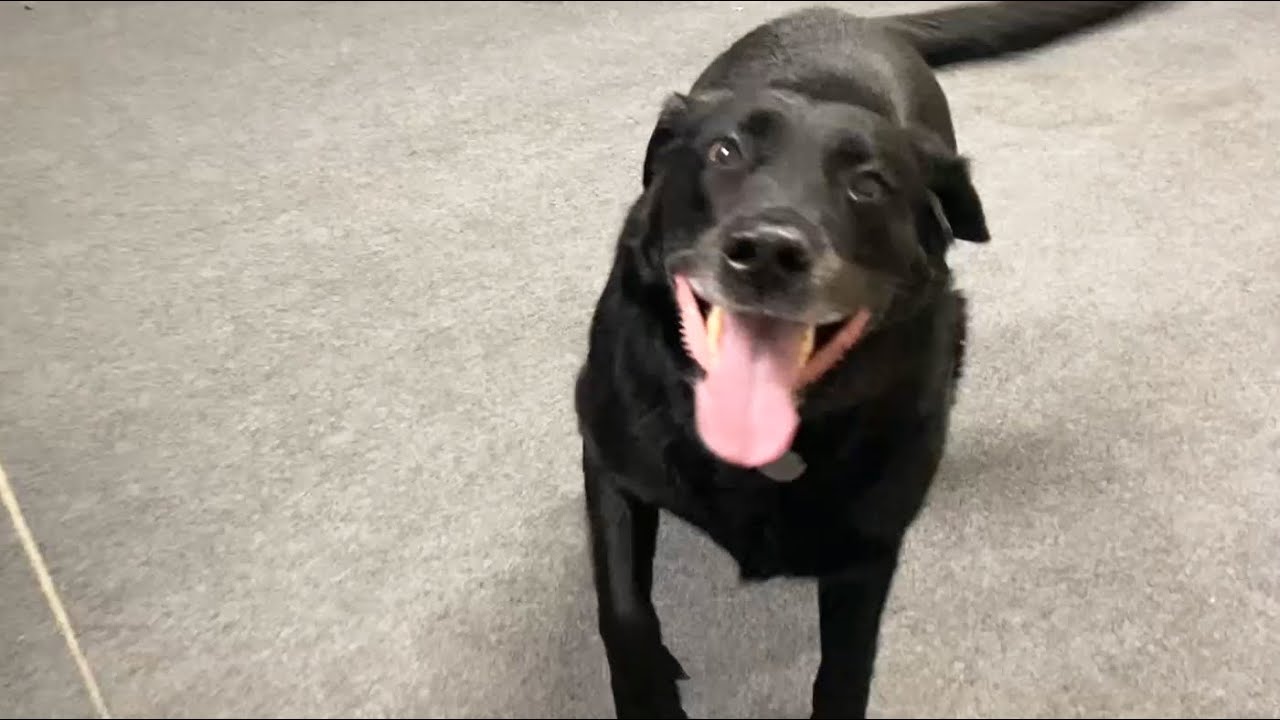 Shadow is Always Happy to Go Home - YouTube