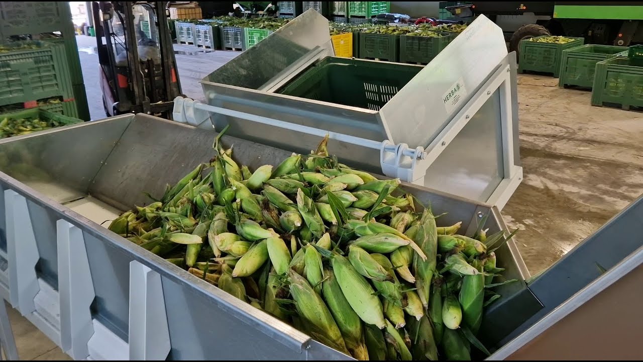 Line for sweet corn processing - YouTube