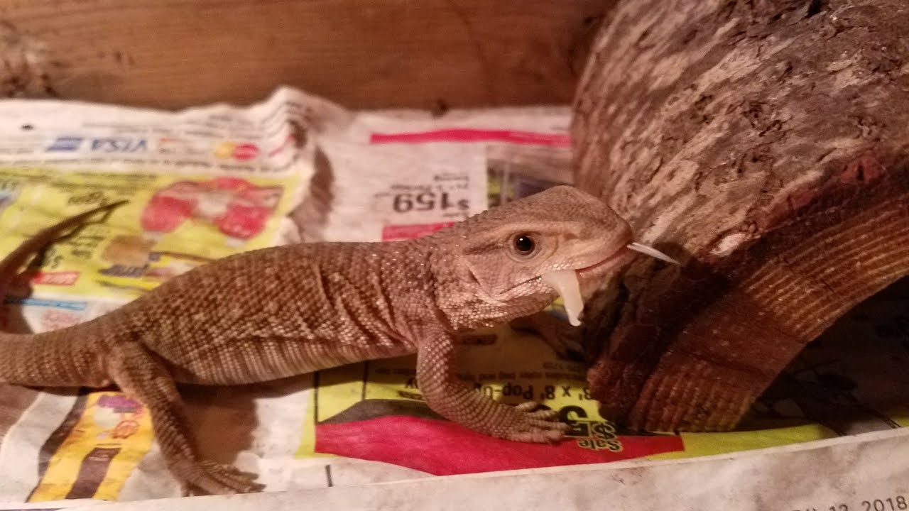 FEEDING BABY SAVANNAH MONITOR CHICKEN!!! - YouTube