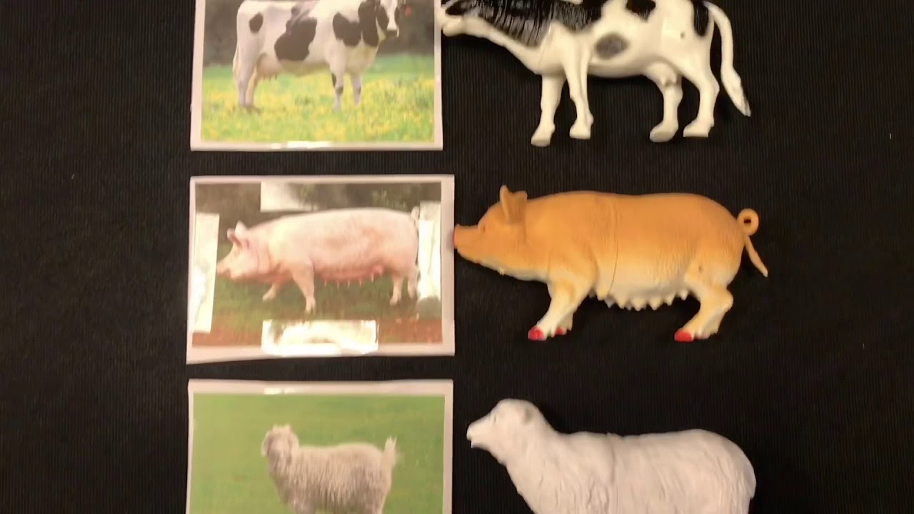 Language Enrichment with Farm Animals - YouTube