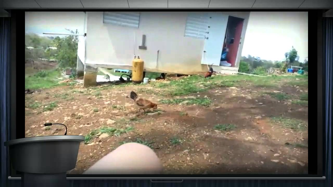 Gallinas en protesta. - YouTube