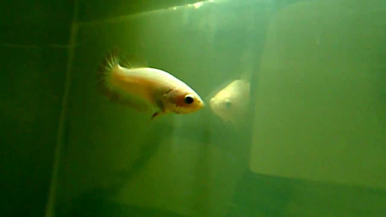 Avannotto Betta( 2 mesi) - YouTube