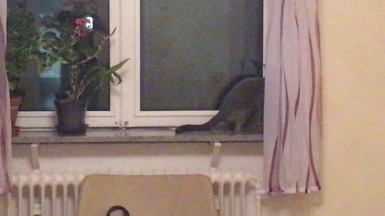 Cat barking - YouTube